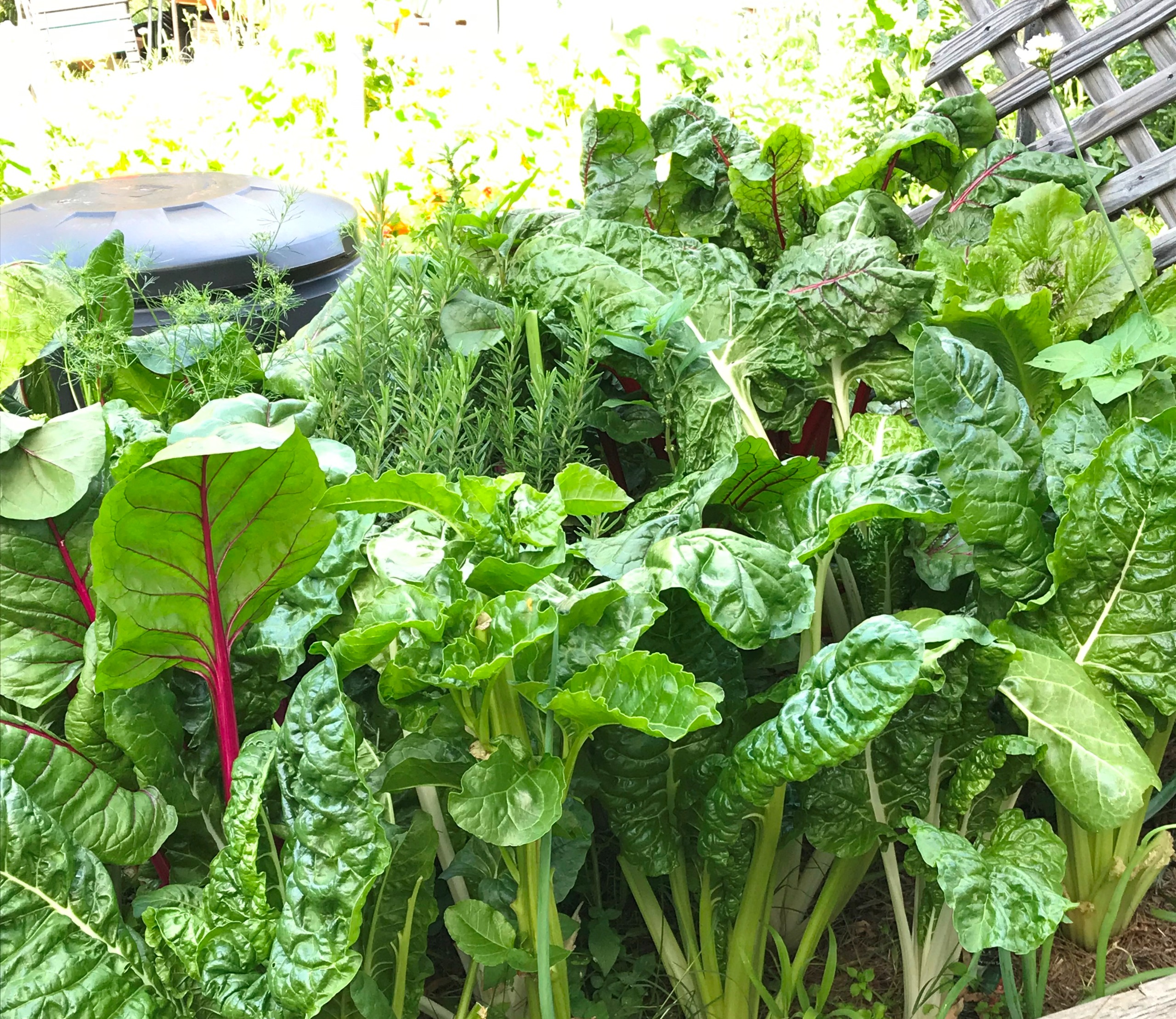 Worm Farm Giveaway | Canada Bay Compost Capers | Collaborate Canada Bay